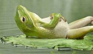 SINDROME DE LA RANA HERVIDA | Qué es, teoria y cómo identificarlo